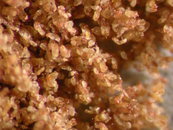 D. farinae (HDM) mite bodies - Citeq Biologics