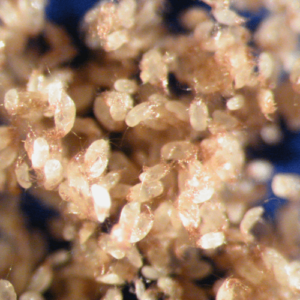 Mixture of house dust mites - Citeq Biologics