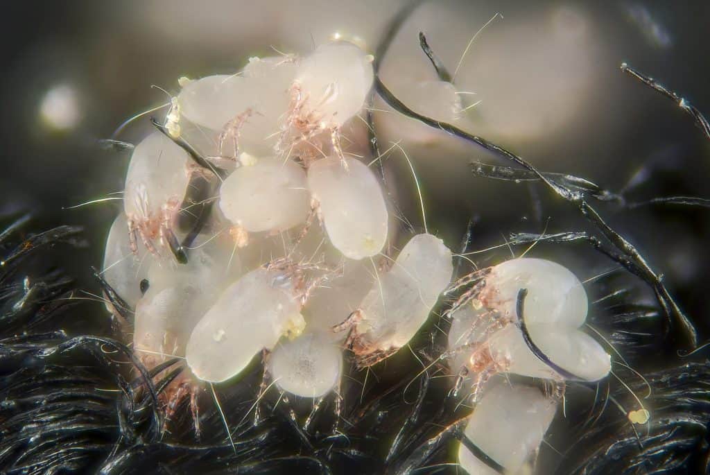 House dust mite allergy explained - Citeq Biologics